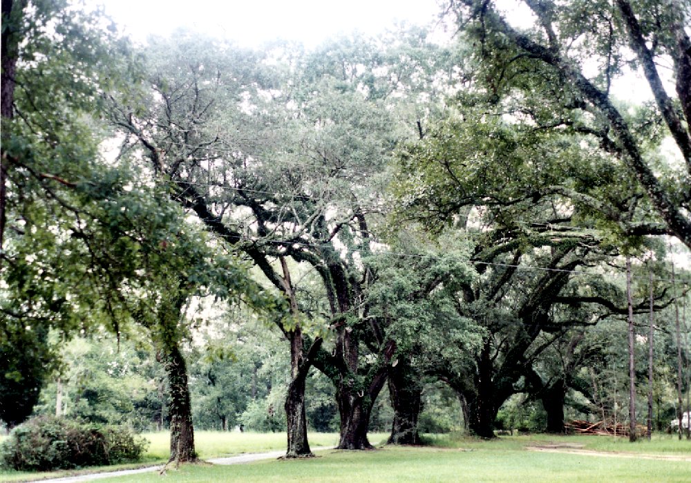 History of Vancleave | Ocean Springs Archives